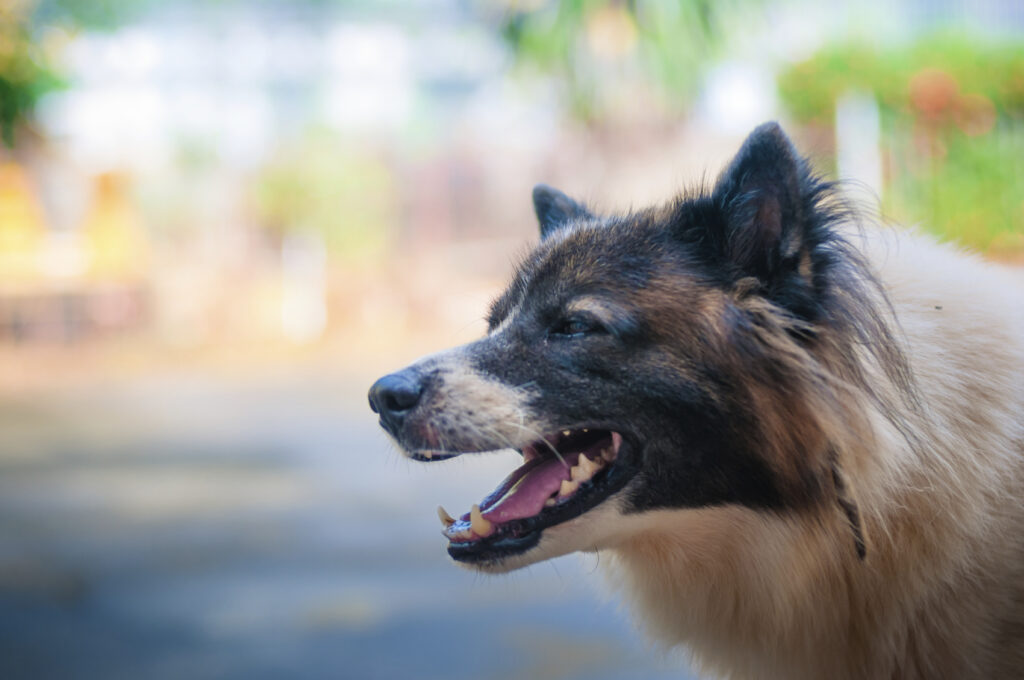 How To Contact Animal Control in Augusta, GA - Animal Control Augusta ...